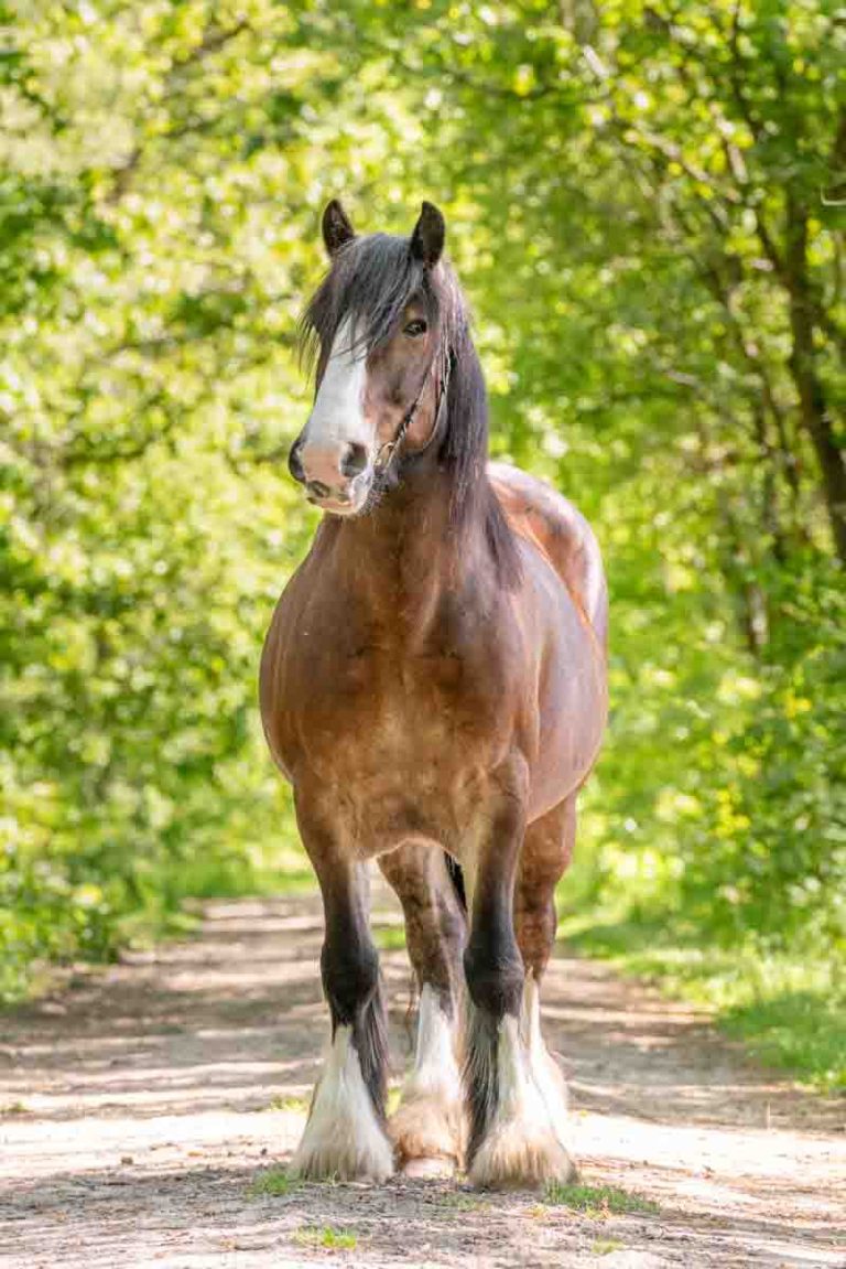 Paarden en Pony's - Stichting de Stalvrienden